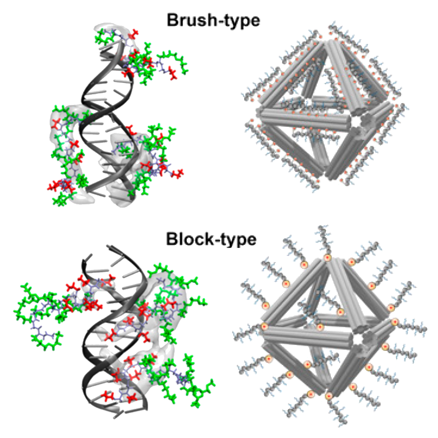 A peptoid coat keeps these DNA origami structures safe — so they can ...