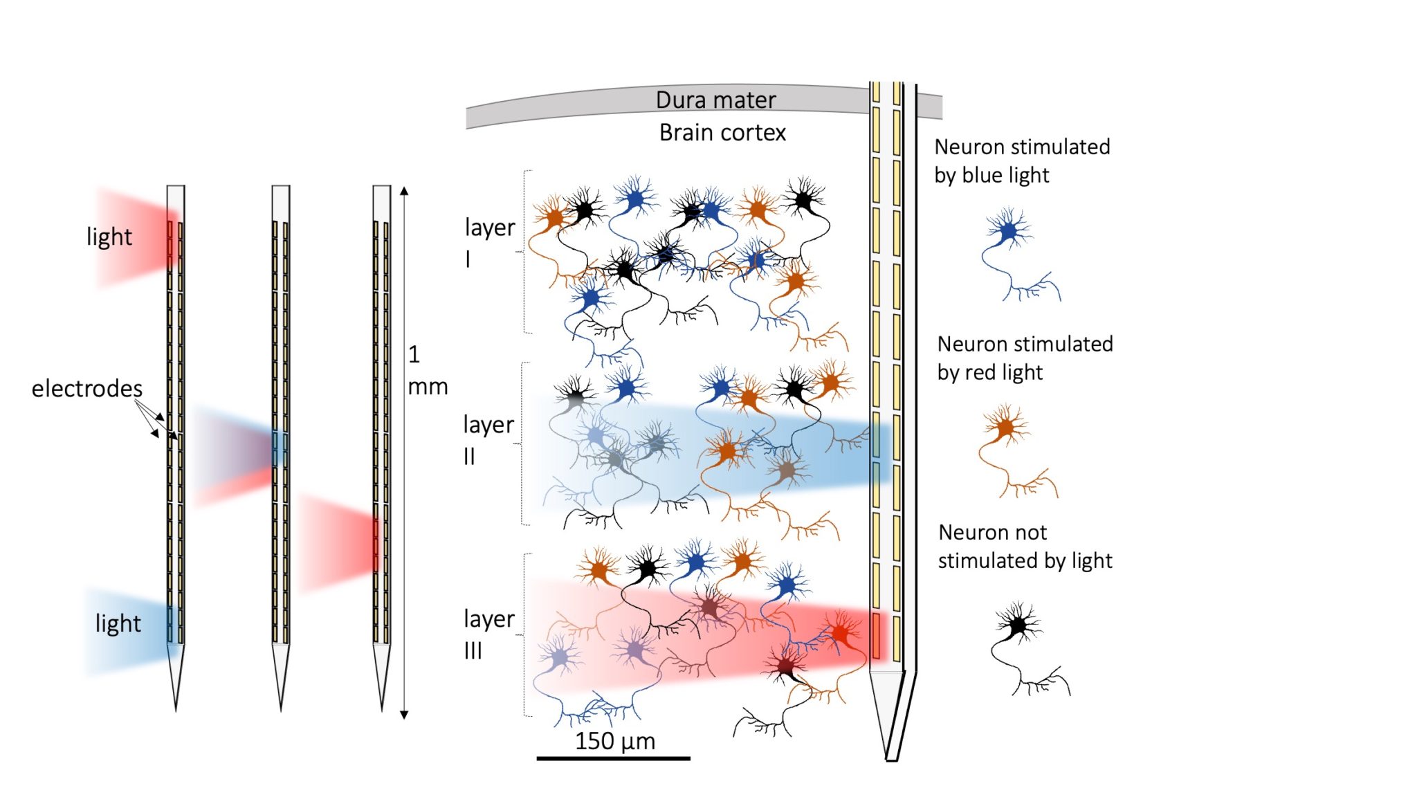 Illuminating the Workings of the Brain by Controlling Light at the ...