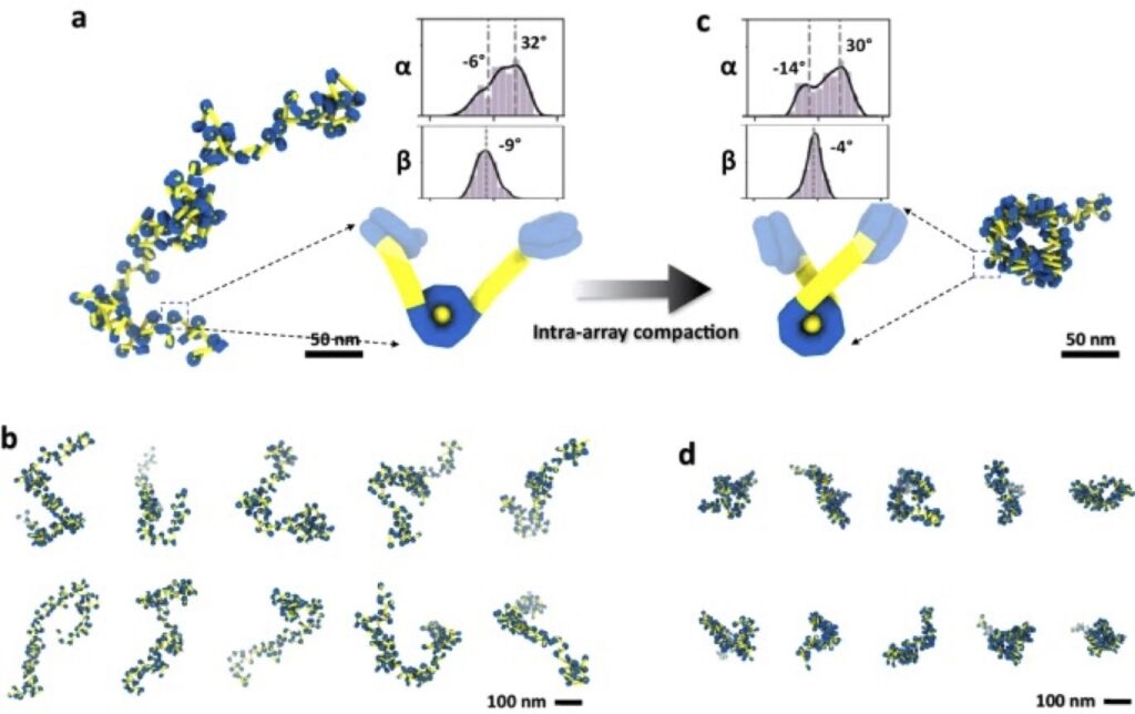 Single-Molecule 3D Images Reveal DNA Linker Angles as Critical