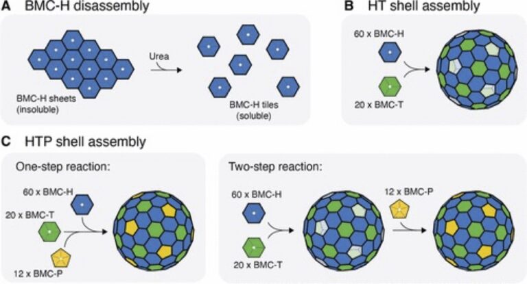 Rapid In Vitro Assembly and Loading of Bacterial Microcompartment Shells