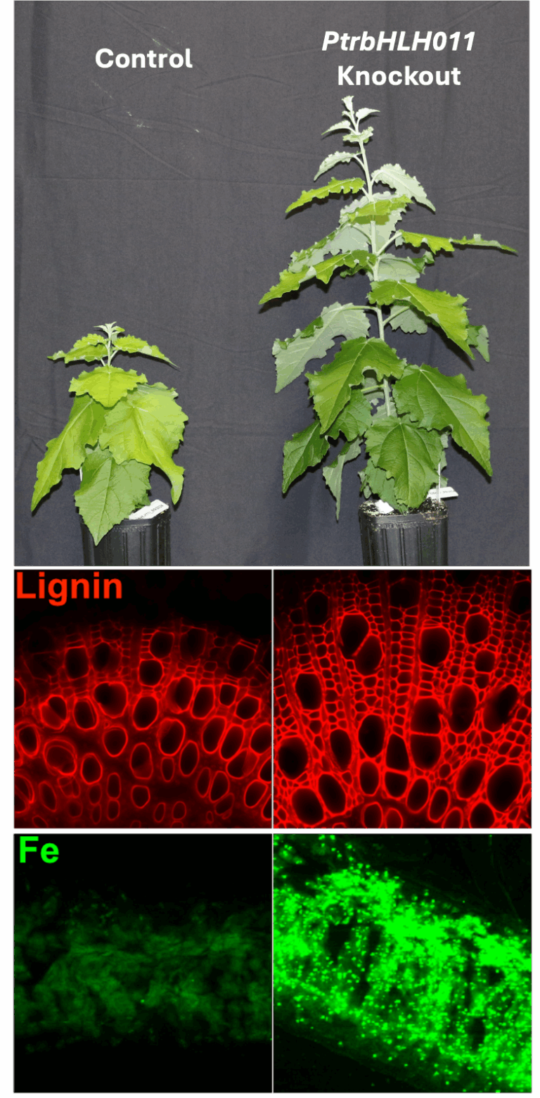 Researchers Engineer Larger, Tougher Crops for Fuel, Bioproducts